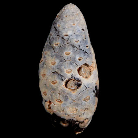Pine Cone Fossils For Sale - Fossil Age Minerals