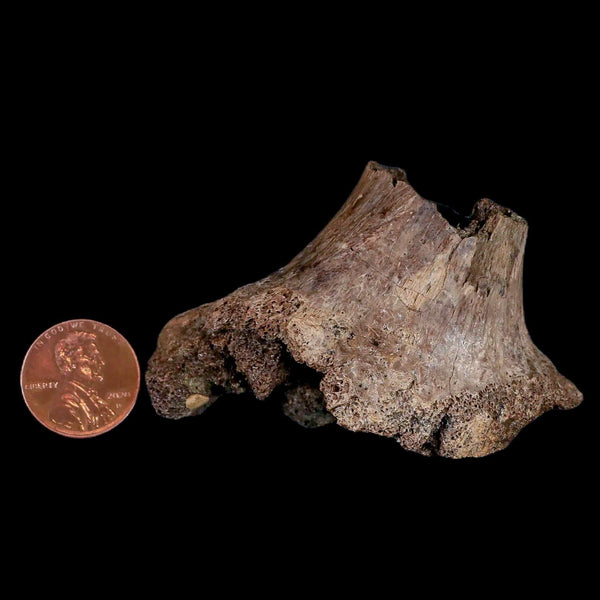 26 Centrosaurus Fossil Rib End Bone Judith River Cretaceous Dinosaur ...