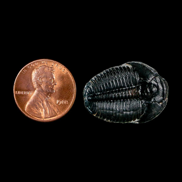 1" Elrathia Kingi Trilobite Fossil Utah Cambrian Age 521 Million Years ...