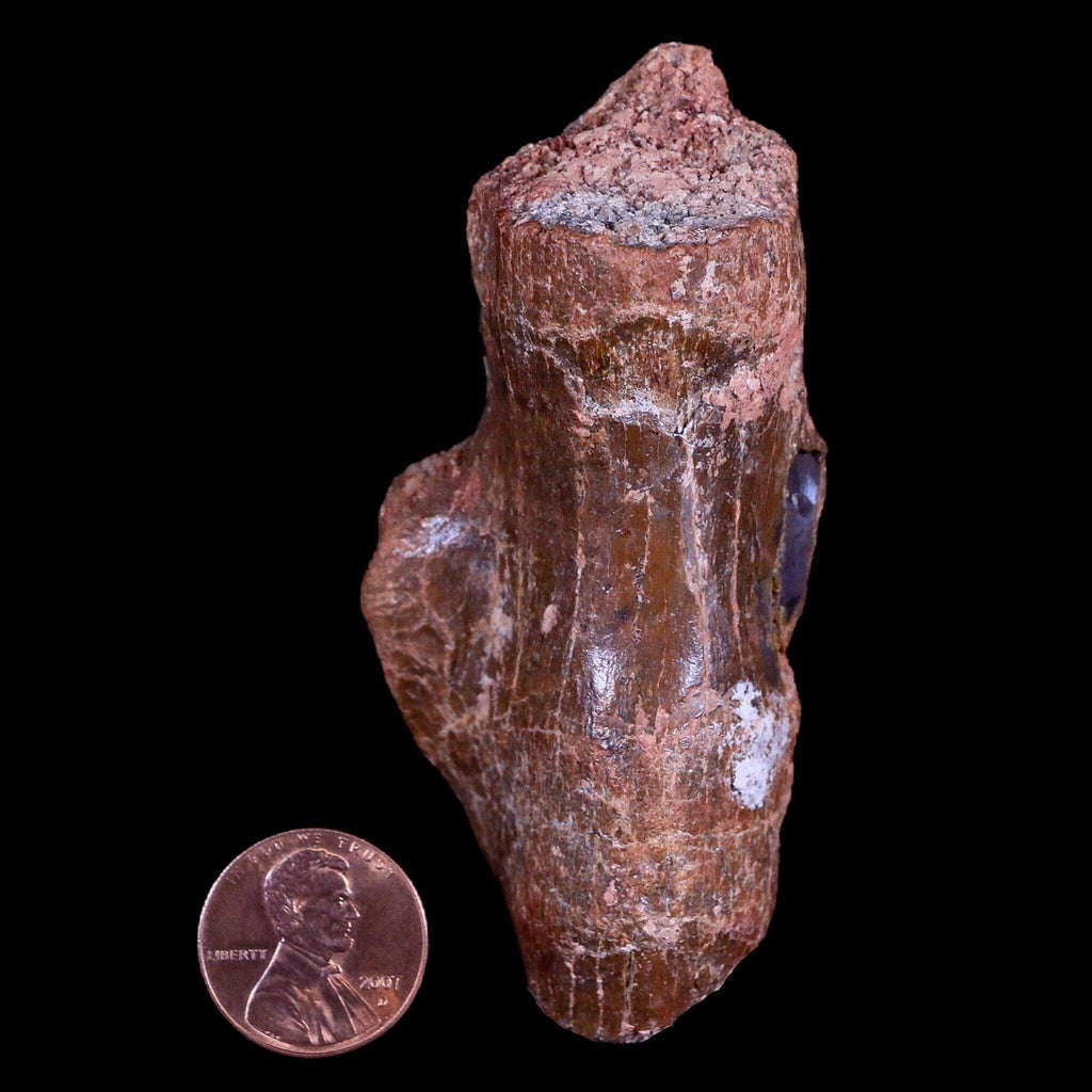 3.1" Crocodile Fossil Ossified Tendon Hell Creek FM Cretaceous Dinosaur ...
