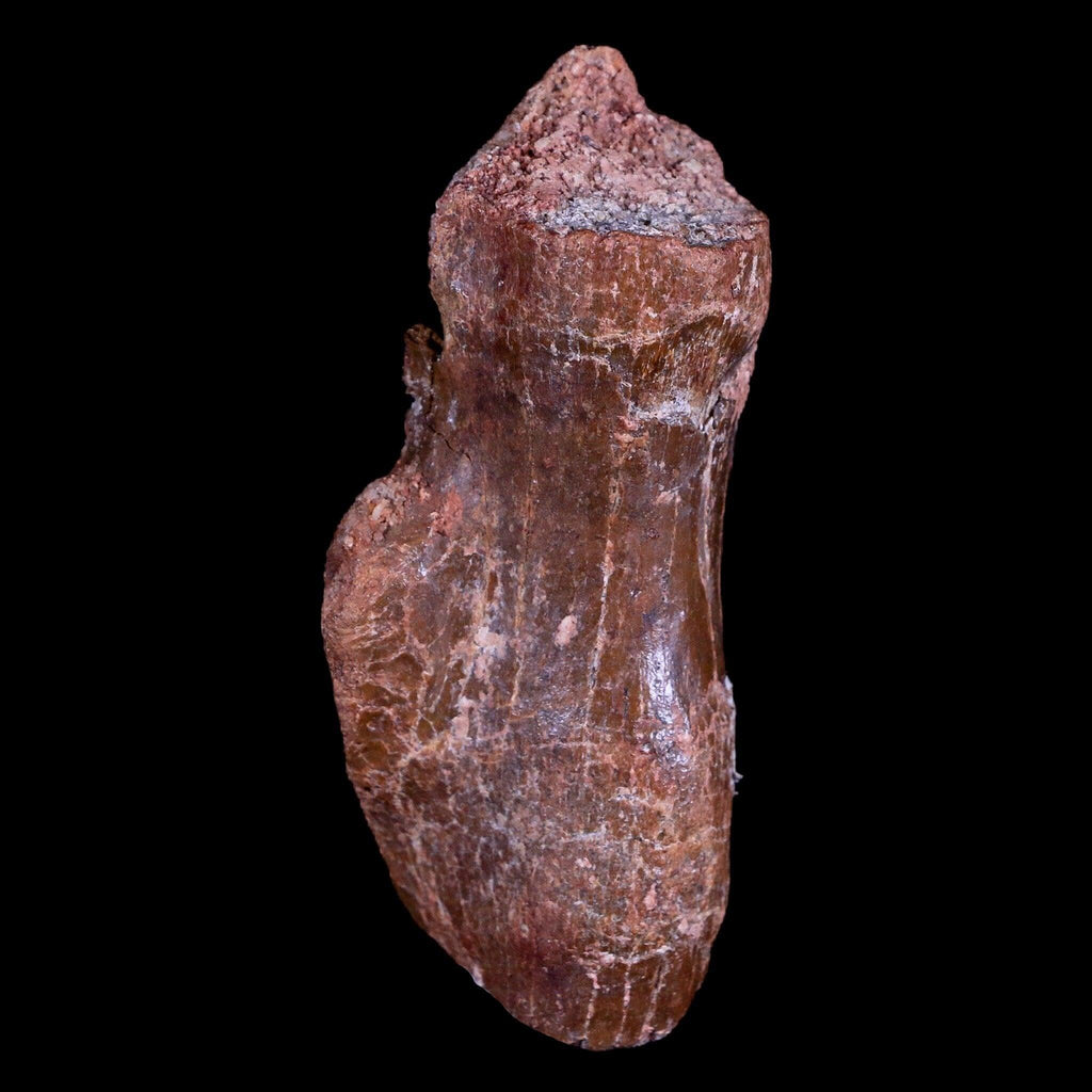 3.1" Crocodile Fossil Ossified Tendon Hell Creek FM Cretaceous Dinosaur ...