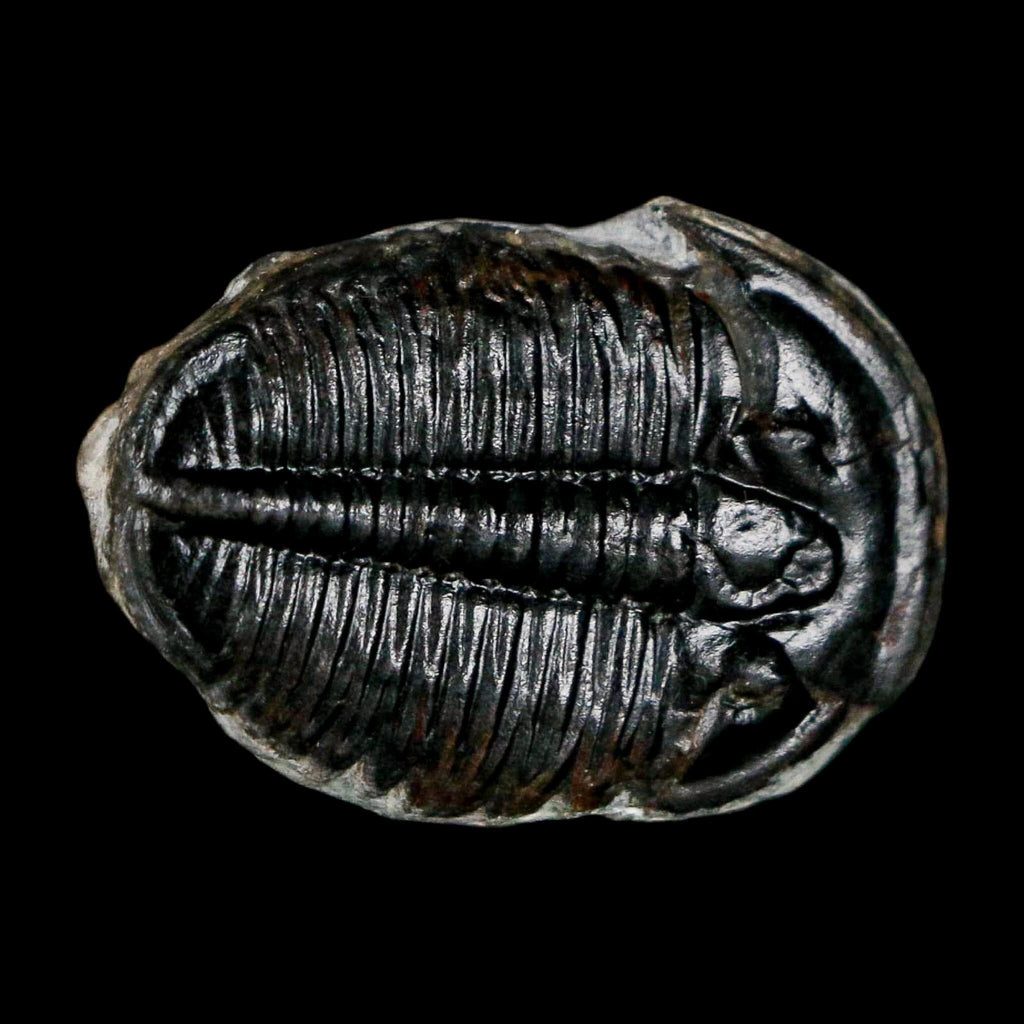 1" Elrathia Kingi Trilobite Fossil Utah Cambrian Age 521 Million Years ...