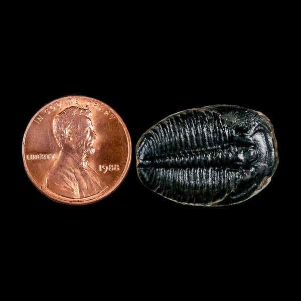 1 Elrathia Kingi Trilobite Fossil Utah Cambrian Age 521 Million Years ...