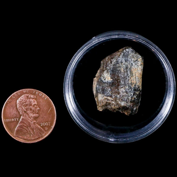 1" Jobaria Sauropod Fossil Tooth Middle Jurassic Age Dinosaur Tiourarén ...