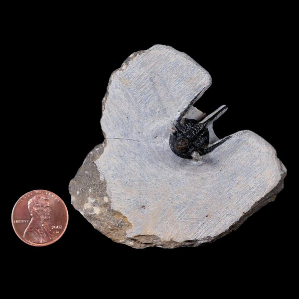 09 Cyphaspis Otarion Spiny Trilobite Fossil Devonian Age 400 Mil Yrs ...