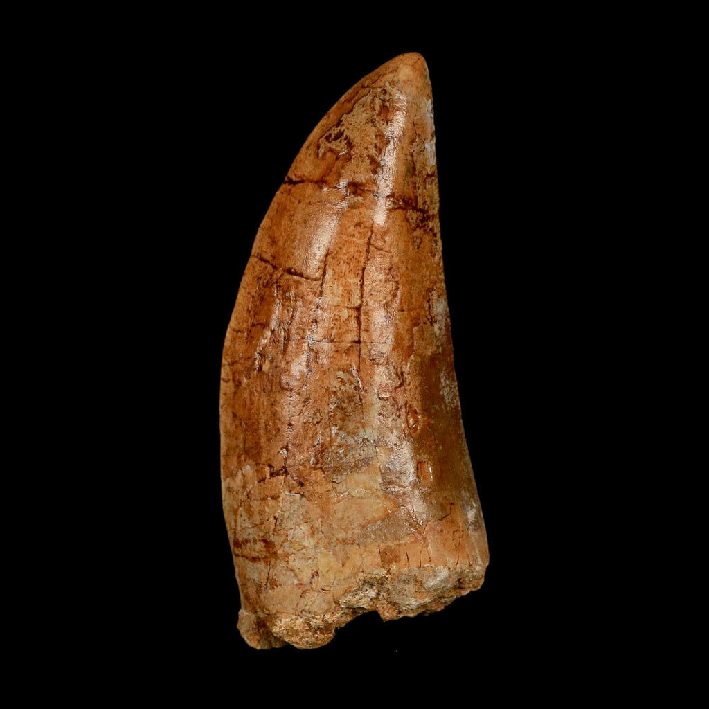 XL 29 Carcharodontosaurus Serrated Fossil Tooth Cretaceous Theropod ...