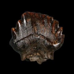 Ankylosaurus Fossil Teeth Bone For Sale - Fossil Age Minerals