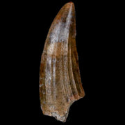 Suchomimus Dinosaur Teeth Fossils - For Sale - Fossil Age Minerals