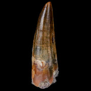 Suchomimus Dinosaur Teeth Fossils - For Sale - Fossil Age Minerals