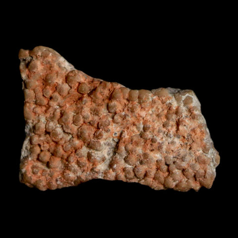 05 Megaloolithus Titanosaur Dinosaur Fossil Egg Shell Bouches Du Rhone ...