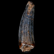 Suchomimus Dinosaur Teeth Fossils - For Sale - Fossil Age Minerals