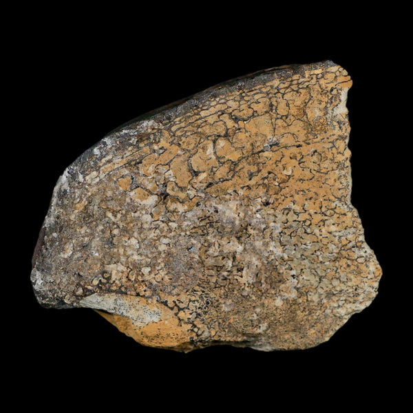 24 Stegosaurus Fossil Specimen Morrison FM Wyoming Jurassic Age ...