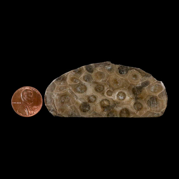29 Polished Slab Petoskey Stone Hexagonaria Coral Fossil Devonian Age ...