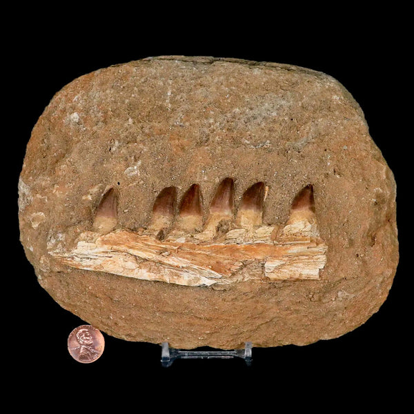 7.2" Mosasaur Prognathodon Fossil Jaw Teeth Cretaceous Dinosaur Era COA ...