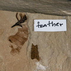 Bird Fossils - For Sale - Fossil Age Minerals