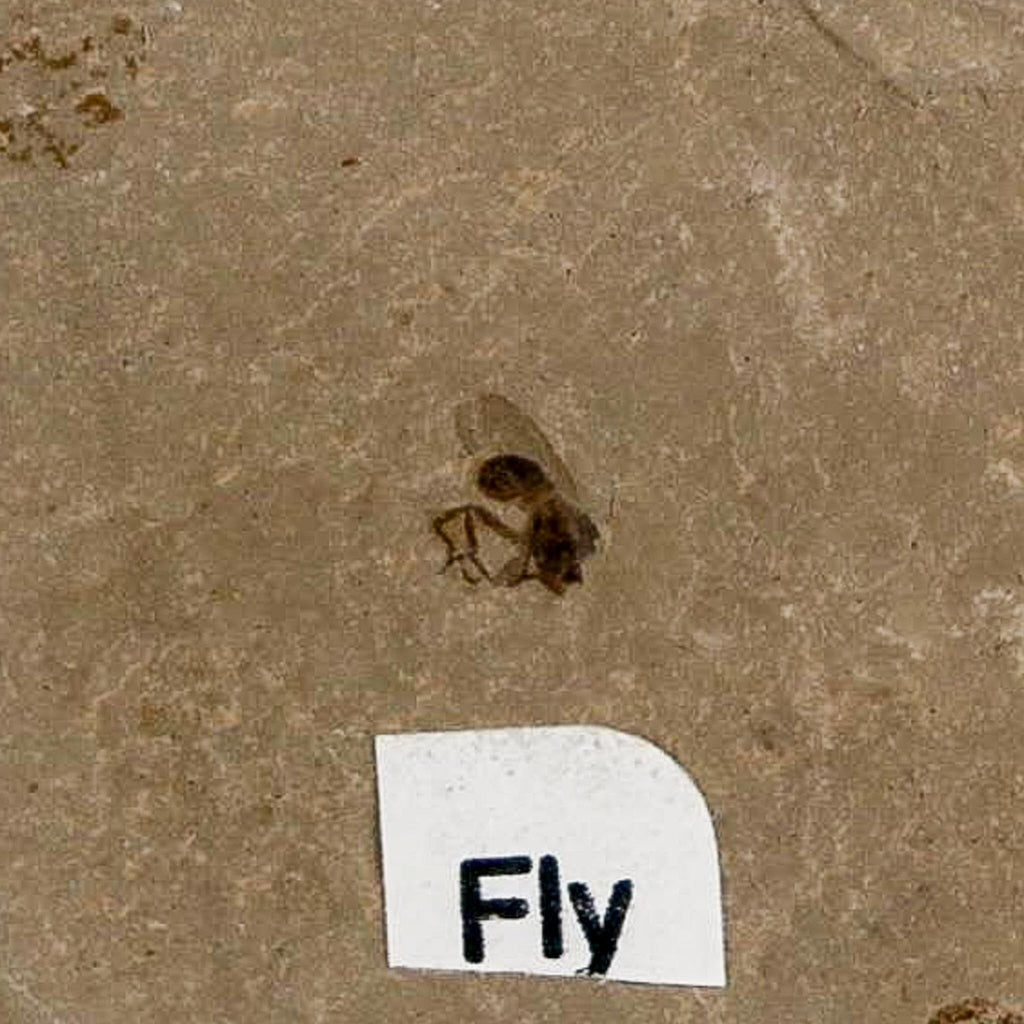 02 Fossil Fly Insect Green River Formation Uintah County Utah Eocene Age