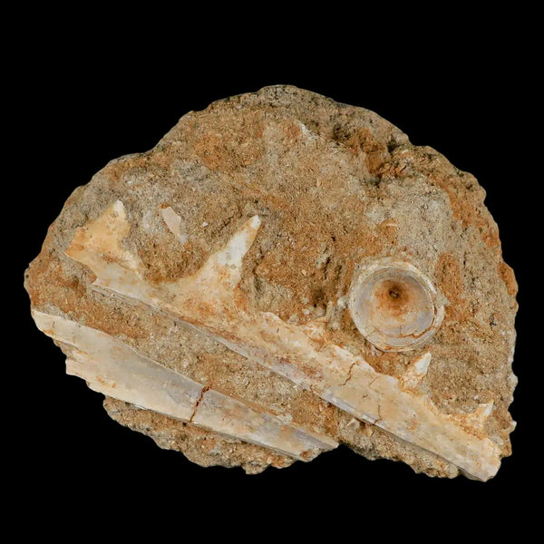 36 Saber Toothed Herring Fossil Tooth Jaw Section Enchodus Libycus ...