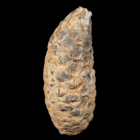 Pine Cone Fossils For Sale - Fossil Age Minerals