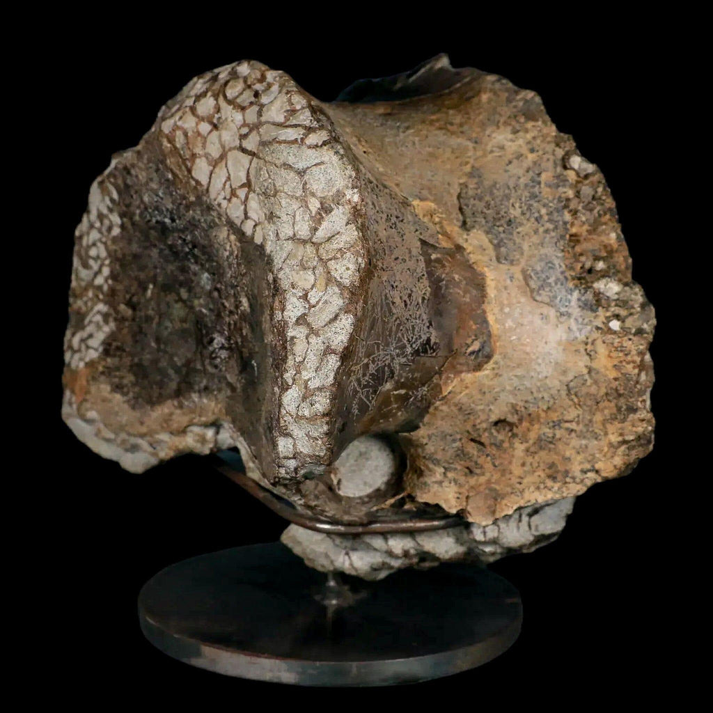 6 Daspletosaurus Tyrannosaur Dinosaur Fossil Vertebrae Judith River FM ...