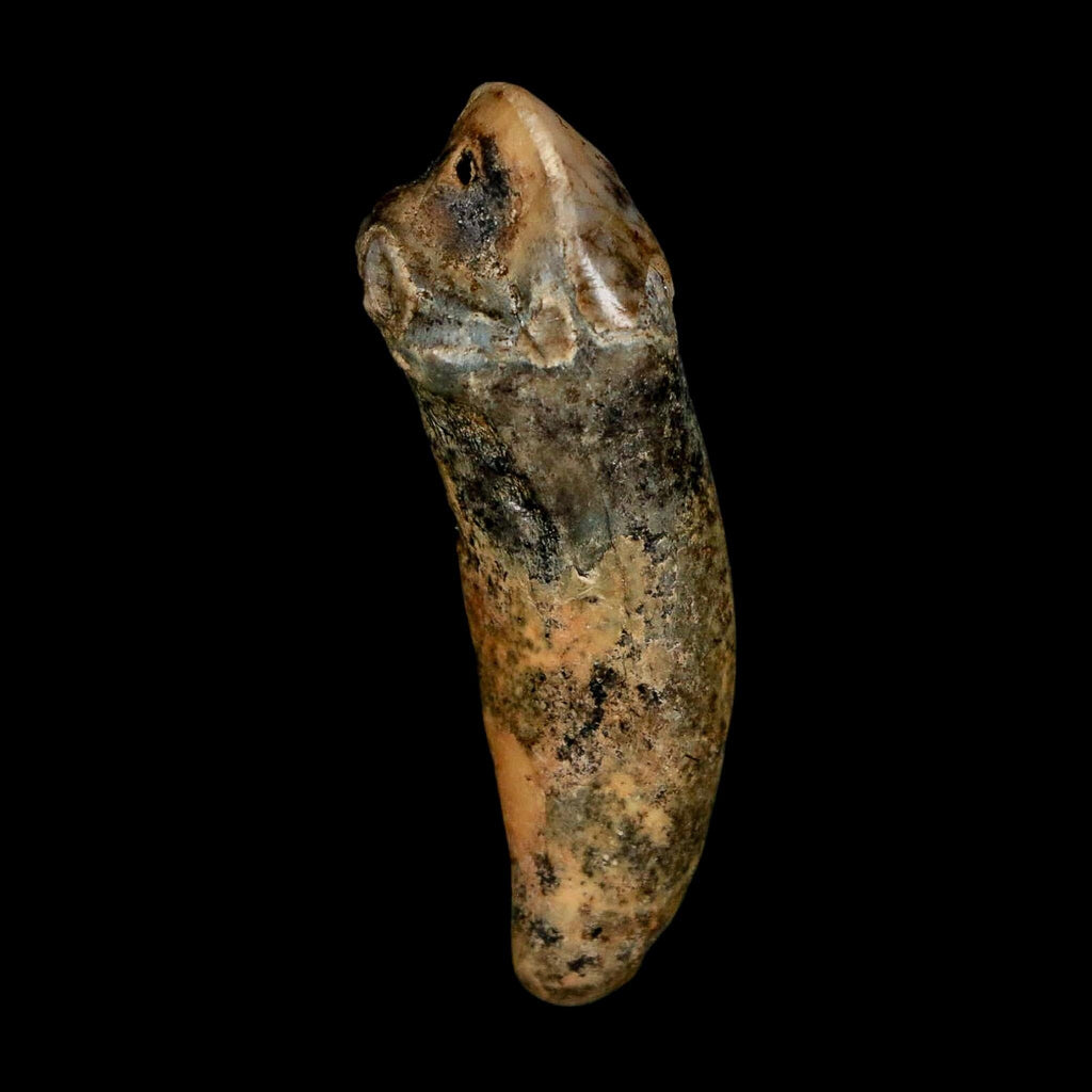 17 Extinct Cave Bear Ursus Spelaeus Incisor Tooth Rooted Pleistocene ...