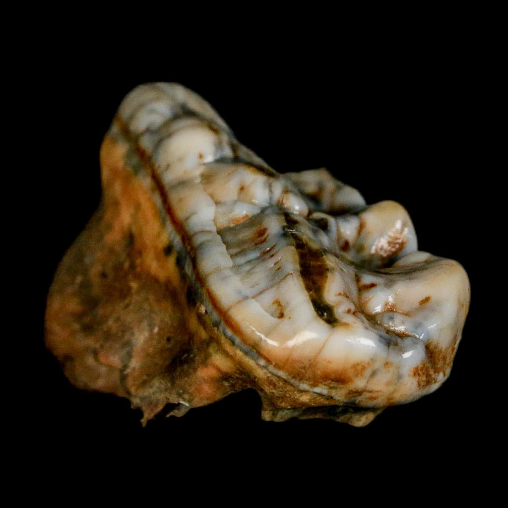 19 Extinct Cave Bear Ursus Spelaeus Molar Tooth Rooted Pleistocene Age COA