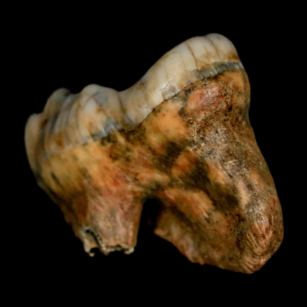19 Extinct Cave Bear Ursus Spelaeus Molar Tooth Rooted Pleistocene Age COA