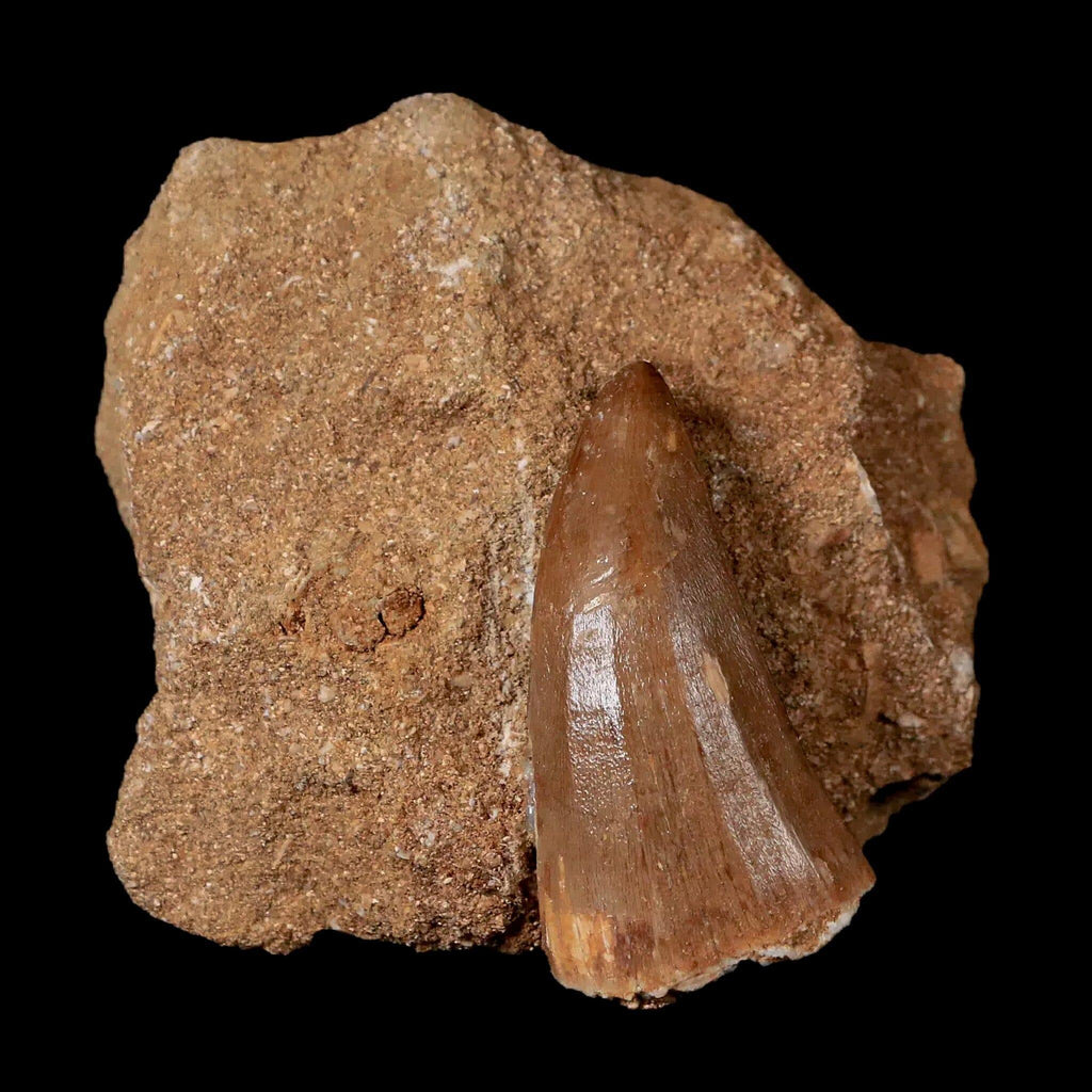 1.8" Tylosaurus Mosasaur Fossil Tooth In Matrix Cretaceous Dinosaur Era COA