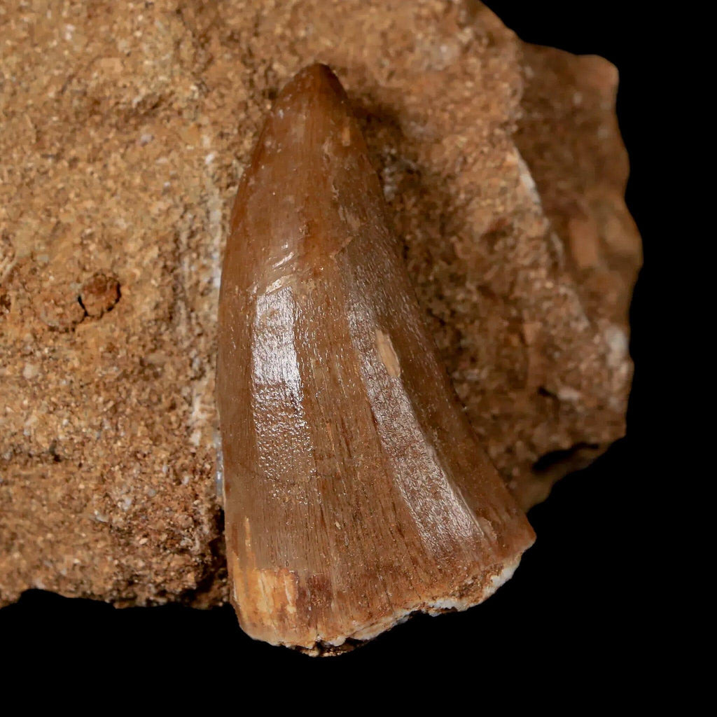 1.8" Tylosaurus Mosasaur Fossil Tooth In Matrix Cretaceous Dinosaur Era COA