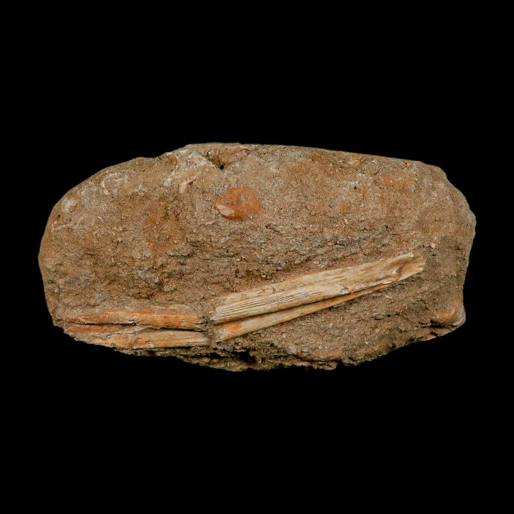 54 Saber Toothed Herring Fossil Jaw Section Enchodus Libycus Cretaceous ...