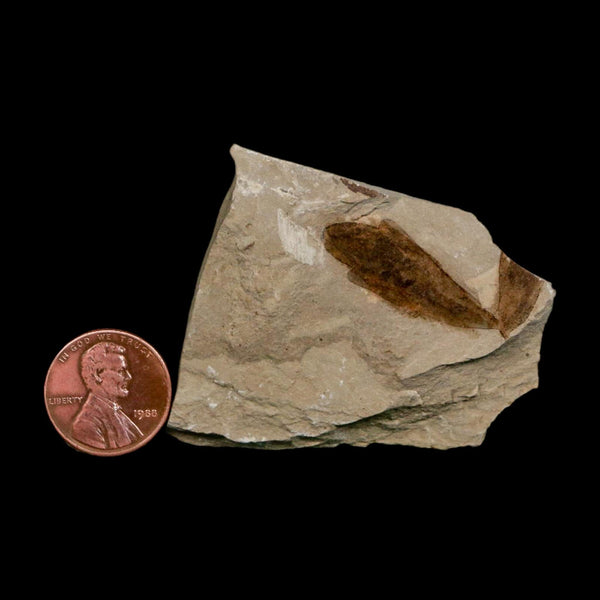 12 Detailed Cardiospermum Coloradensis Balloon Vine Fossil Plant Leaf ...