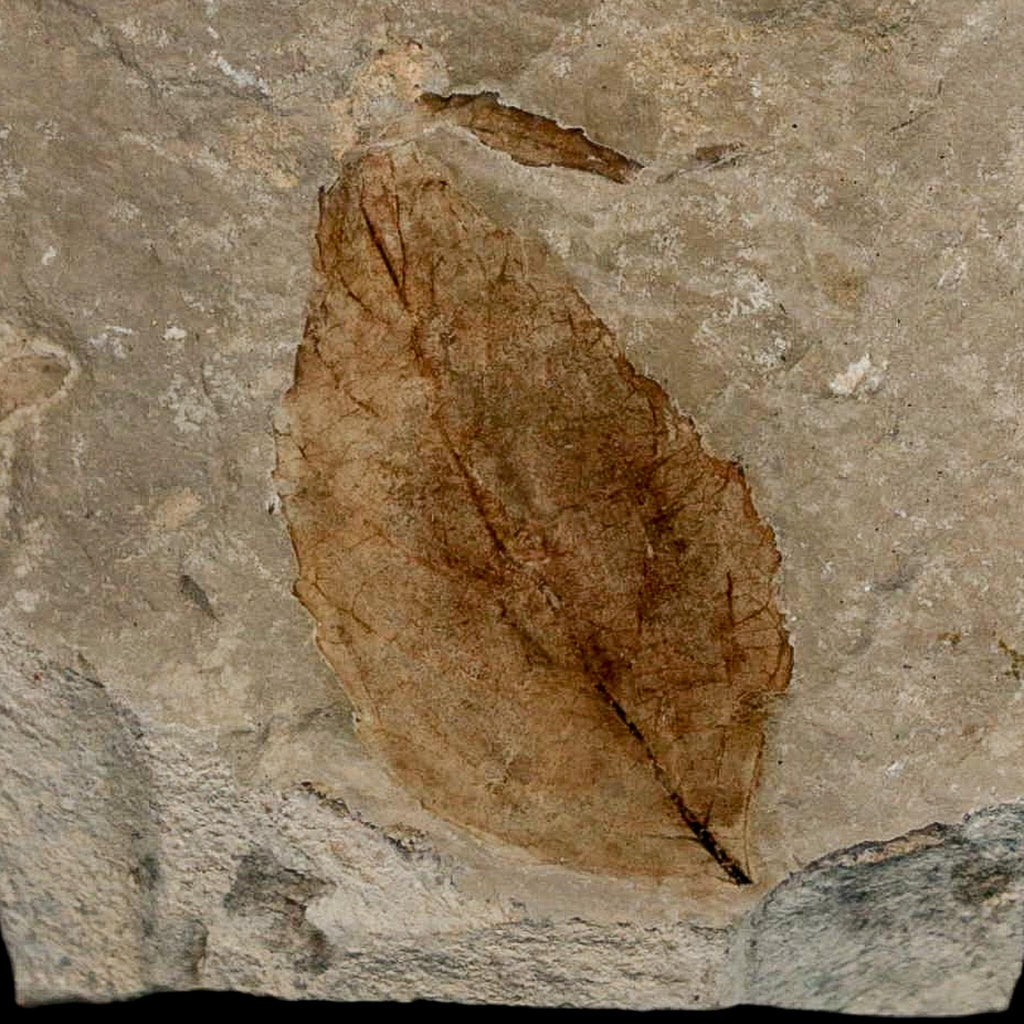 18 Detailed Rosa Hilliae Fossil Plant Leaf Eocene Age Green River ...