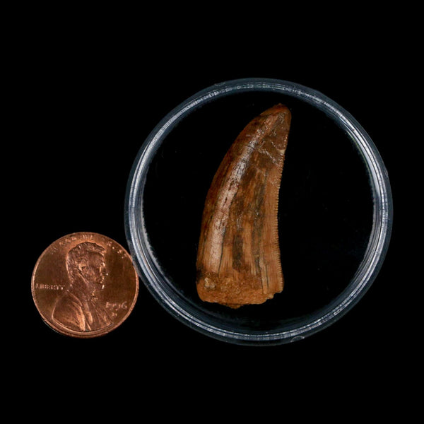 1.4" Carcharodontosaurus Fossil Tooth Cretaceous Dinosaur Morocco COA ...