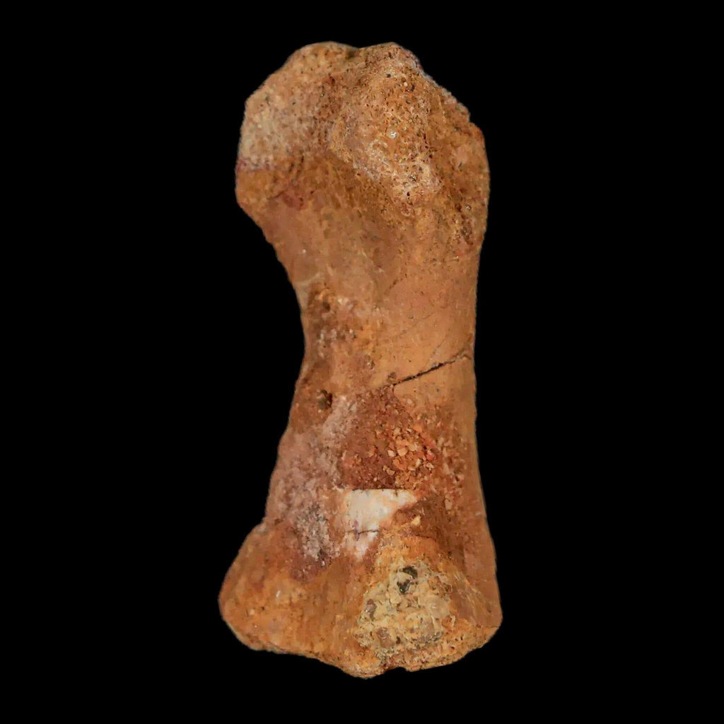 1.4" Dromaeosaurid Raptor Fossil Limb Toe Bone Cretaceous Dinosaur COA ...