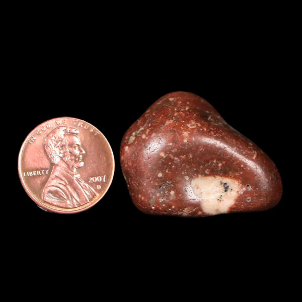 1.3" Sauropod Dinosaur Stomach Stone Gastrolith Rock Gizzard Stone COA