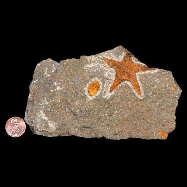 48MM Brittle Star Petraster Starfish Fossil Ordovician Age Blekus ...