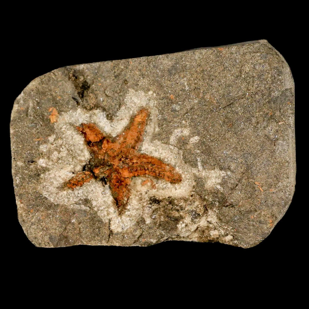 22MM Brittle Star Petraster Starfish Fossil Ordovician Age Blekus ...