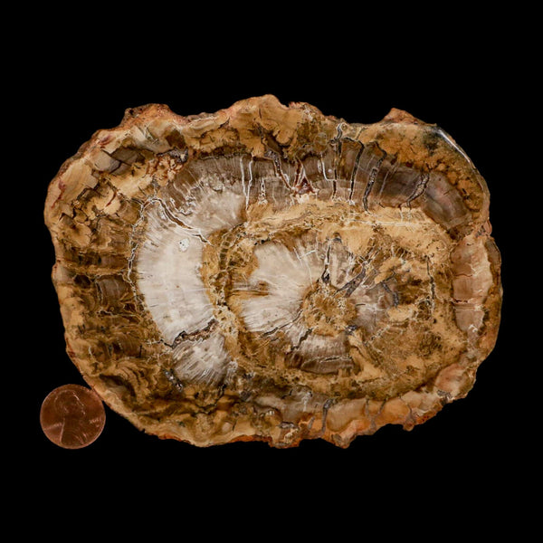 5" Fossilized Polished Petrified Wood Branch Madagascar 66-225 Million ...