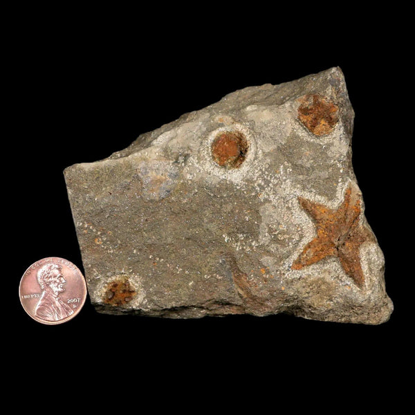 28MM Brittle Star Petraster Starfish Fossil Ordovician Age Blekus ...