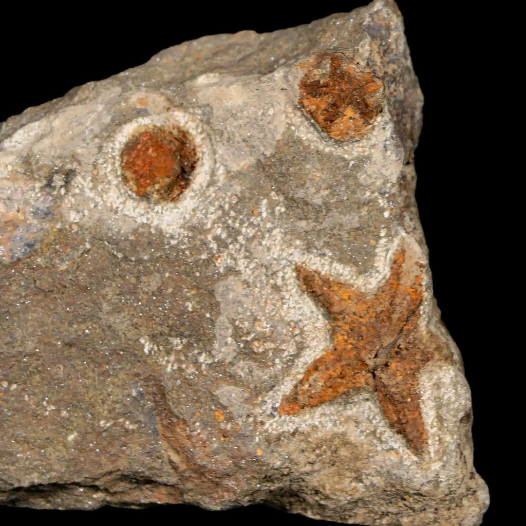 28MM Brittle Star Petraster Starfish Fossil Ordovician Age Blekus ...
