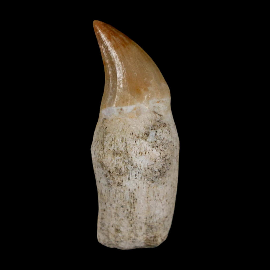 2" Halisaurus Walkeri Mosasaur Fossil Tooth Rooted Cretaceous Dinosaur ...