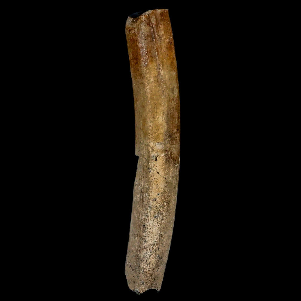 4" Giant Ground Sloth Lestodon Armatus Fossil Tooth Pleistocene Epoch ...