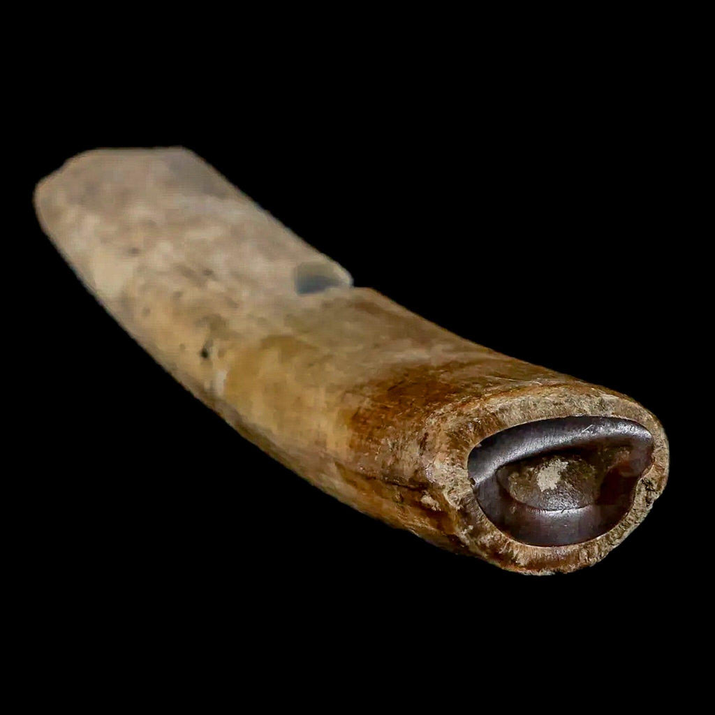 4" Giant Ground Sloth Lestodon Armatus Fossil Tooth Pleistocene Epoch ...