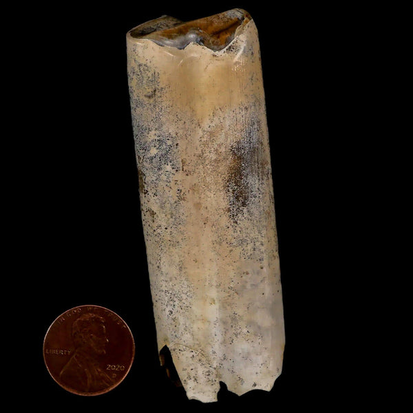 3" Giant Ground Sloth Lestodon Armatus Fossil Tooth Pleistocene Epoch ...