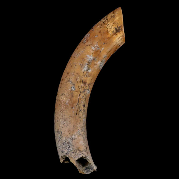 3.8" Giant Ground Sloth Lestodon Armatus Fossil Tooth Pleistocene Epoch ...