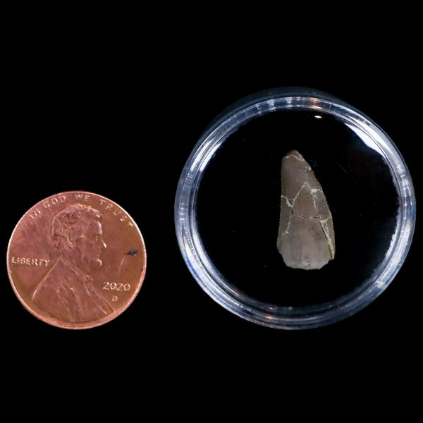 06 Postosuchus Rauisuchid Archosaur Fossil Tooth Chinle Formation AZ ...