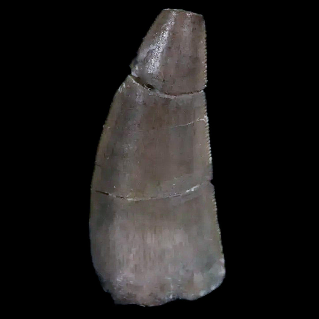 0.5" Postosuchus Rauisuchid Archosaur Fossil Tooth Chinle Formation AZ COA Display