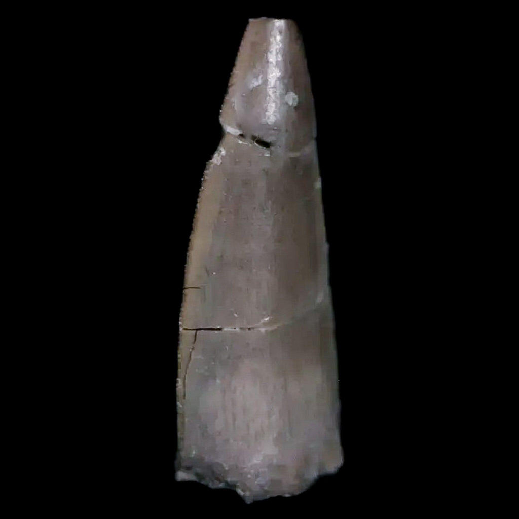 0.5" Postosuchus Rauisuchid Archosaur Fossil Tooth Chinle Formation AZ ...