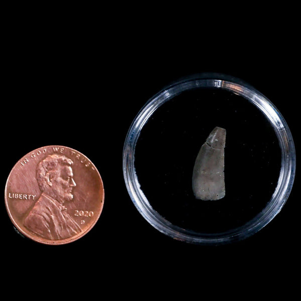 05 Postosuchus Rauisuchid Archosaur Fossil Tooth Chinle Formation AZ ...