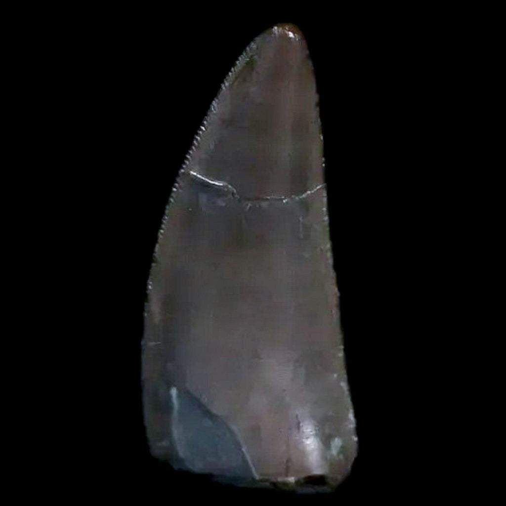 05 Postosuchus Rauisuchid Archosaur Fossil Tooth Chinle Formation AZ ...