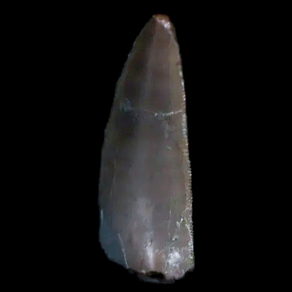 0.5" Postosuchus Rauisuchid Archosaur Fossil Tooth Chinle Formation AZ ...